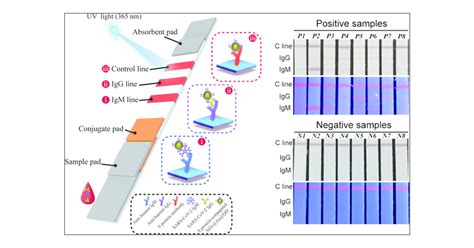 Sensitive And Simultaneous Detection Of Sars Cov 2 Specific Igmigg