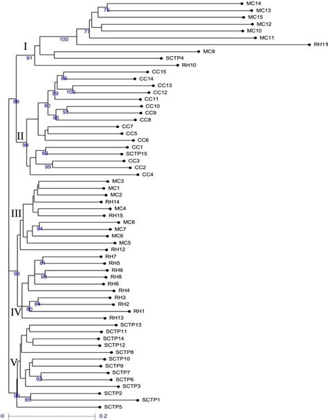 Dendrogram Of 60 Habanero Chilli Pepper Plants C Chinense Jacq