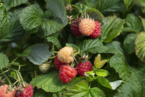 Bushel And Berry The Simplest Way To Grow Berries At Home