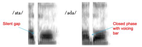 Speech Science Exam 2 Stop Consonants On A Spectogram Flashcards Quizlet