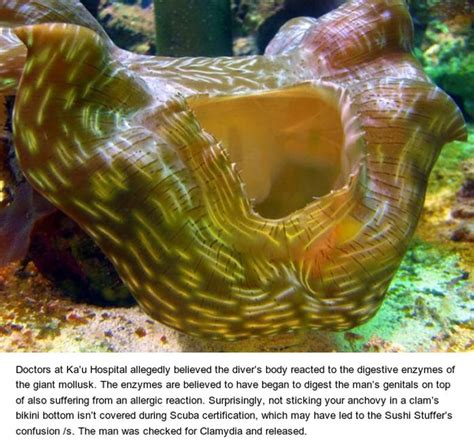 Scuba Diver Tries To Have Sex With Giant Clam And Gets Hospitalized
