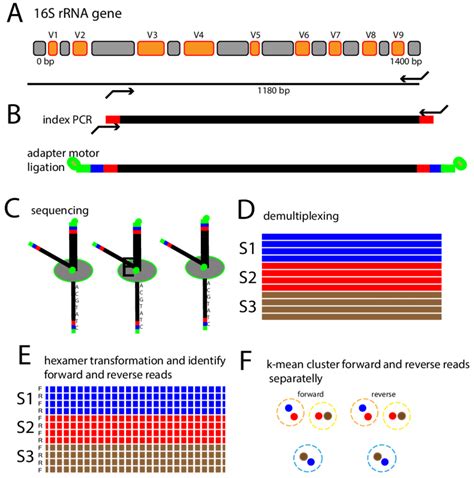 Frontiers Improved Targeting Of The S RDNA Nanopore OFF
