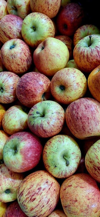 Sweet Riped Apples Stock Image Image Of Hungry Riped 314947077