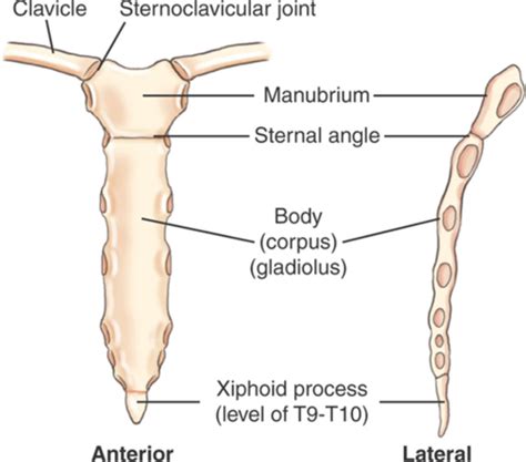 Cardiology Flashcards Quizlet