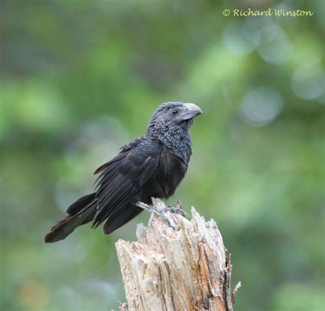 Aiml Gc Classification Dataset And Pre Trained Model By Personal