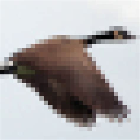 Learning Continuous Image Representation With Local Implicit Image Function