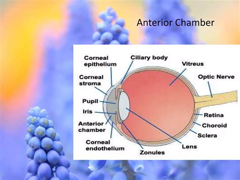 Anterior Segment Examination Pptx
