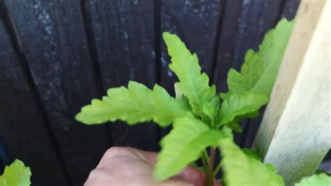 Grow Epazote Kitchen A Complete Guide To Planting And Care Crop Cove