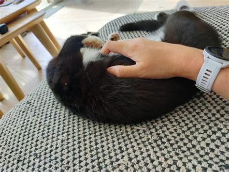 I Think My Cat Came Shipped With A Factory Defect She Has A Rare