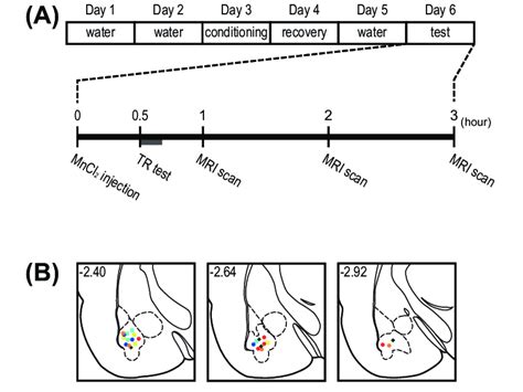 A Scheme Of The Schedule Of Behavioral Procedure Top And Timeline