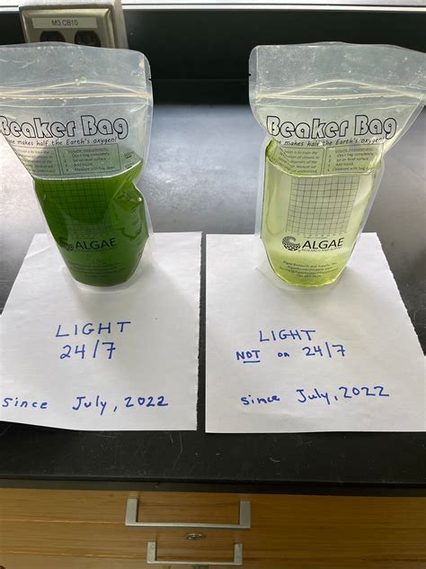 How Much Light Do I Need For My Algae Algae Research Supply