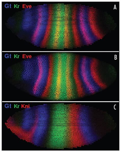 Two Dimensional Integrated Patterns Of Segmentation Gene Expression In Download High