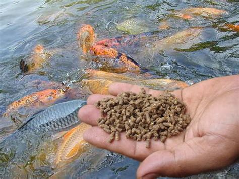 Gambar Ilustrasi Cara Membuat Pakan Ikan