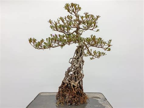 Repotting Exposed Root Satsuki Azalea Bonsai Bonsai Tonight
