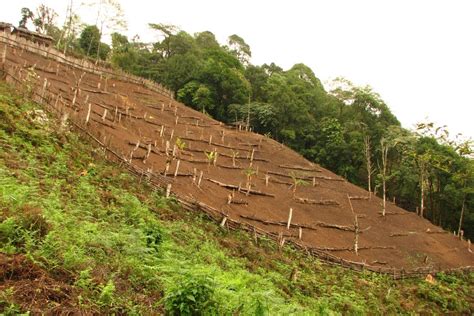 36 Facts About Shifting Cultivation