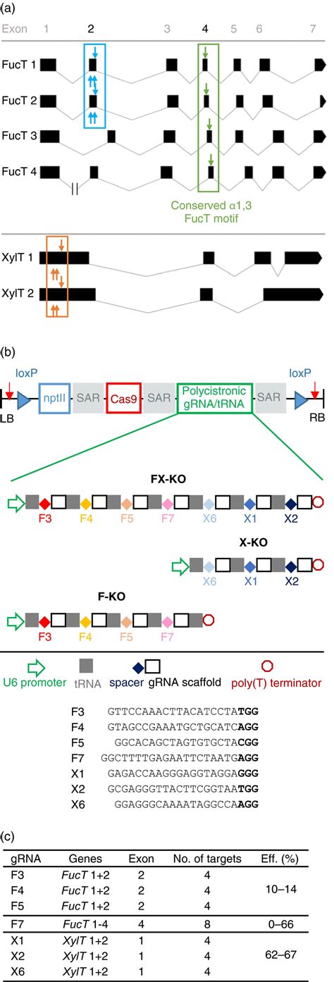 Fuct 1‐4 And Xylt 1 2 Gene Structure Schematic Of Transformation