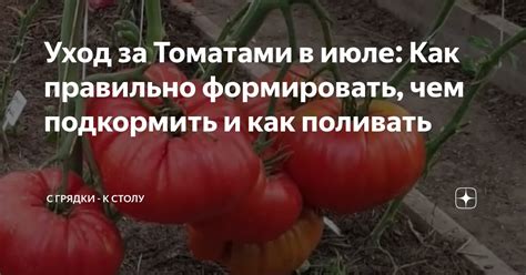 Уход за Томатами в июле Как правильно формировать чем подкормить и как поливать С грядки к