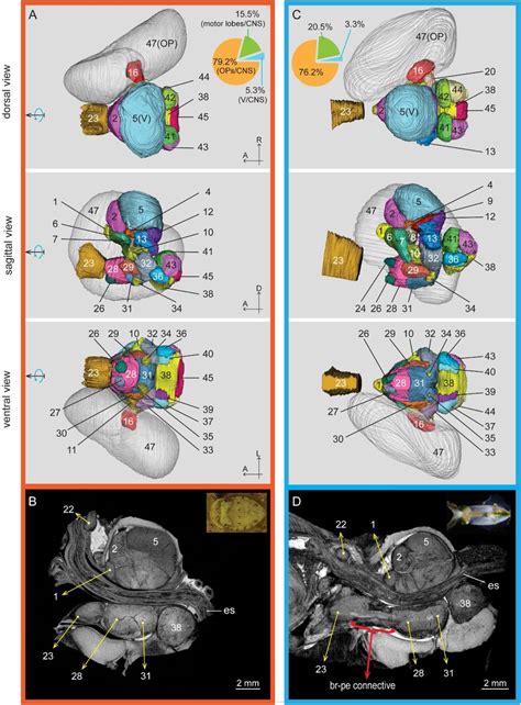 Squid Brain Diagram