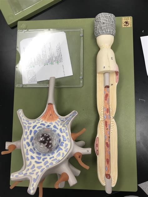 Neuron Model Diagram Quizlet
