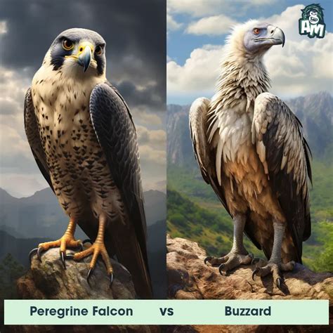 Buzzard Predator Prey Interactions Fights And Aggressive Behaviors
