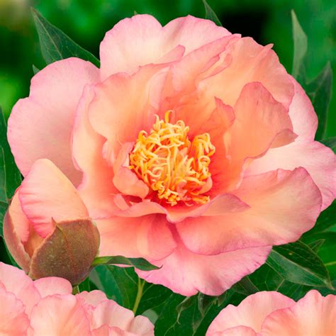 Peonia Itoh Scrumdiddlyumptious” Vivaio Il Corbezzolo