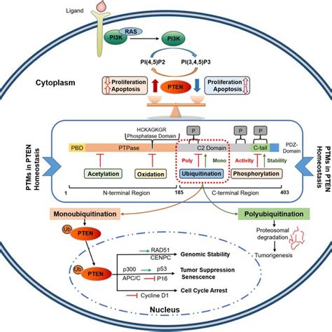 Pten Protein Structure And Its Functional Regulation By Download