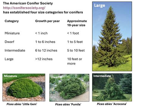 Conifer Types Of Trees