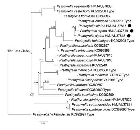 Bayes Phylogram Inferred From Partial Its Sequence Data The Tree Is