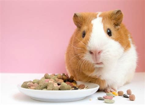 Loss Of Appetite In Guinea Pigs Petmd