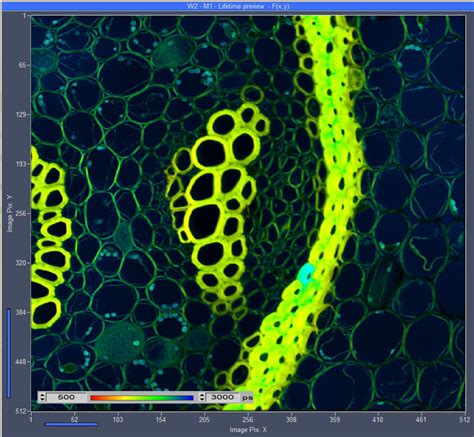 Spc Modules Record Flim With Bidirectional Scanning Becker And Hickl Gmbh