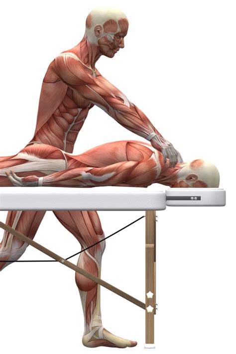 Levator Scapula Tengbjerg Massørskole