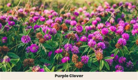 11 Weeds With Purple Flowers Master Identification Guide