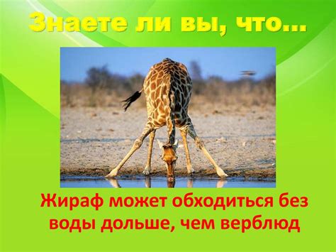 Удивительные факты о животных презентация онлайн