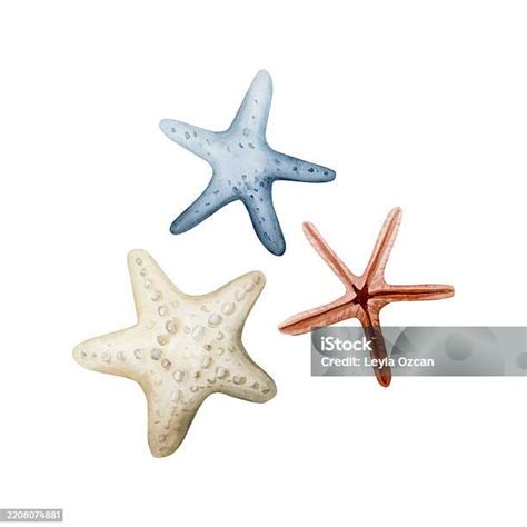 바다 불가사리 귀여운 바다 별 물고기 클립 아트 세트 수중 해양 생물 수채화 손으로 그린 그림 고립 0명에 대한 스톡 벡터 아트 및 기타 이미지 Istock