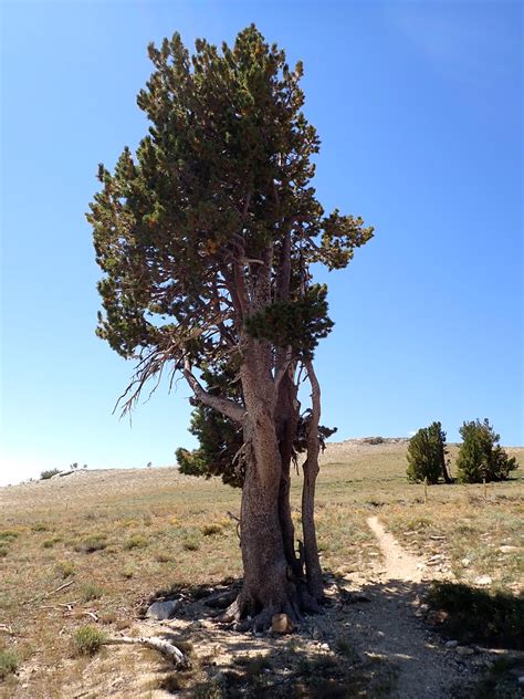 Pinus Albicaulis Whitebark Pine Whitebark Pine Trees Alo… Flickr