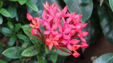Flor Ixora Coccinea Foto Gratuita No Pixabay Pixabay