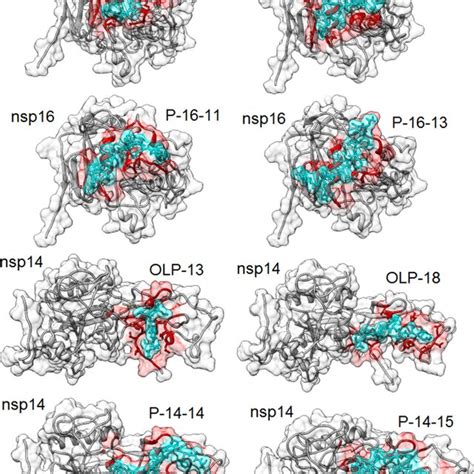 3d Structure Representations Of The Best Scoring Designed Peptides To