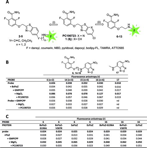 Fluorescent Probe Design Selection And Validation A Initial Design Download Scientific