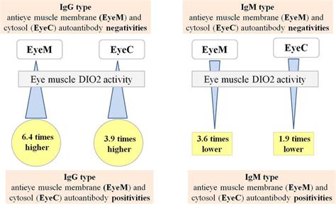 Deiodinase Enzymes And Their Activities In Graves Hyperthyroidism IntechOpen