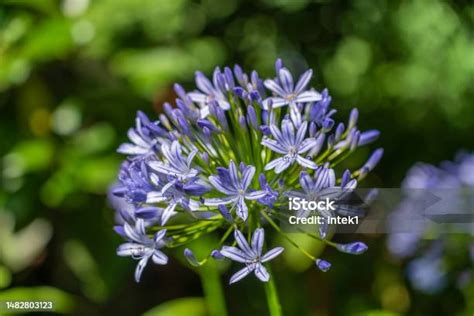 아가판투스 프라콕스 푸른 백합 꽃 가까이 아프리카 백합 또는 나일강의 백합은 아마렐리다세 가문의 인기 정원 식물입니다 탄자니아