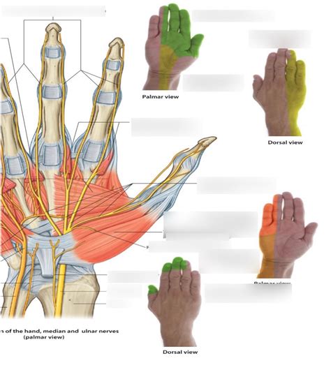 Median Nerve Branches