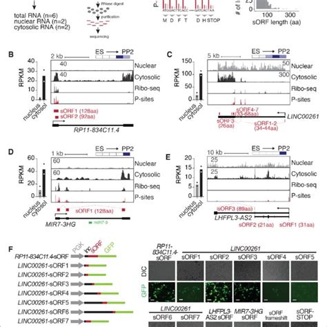 Cytosolic Lncrnas Contain Translated Small Open Reading Frames A