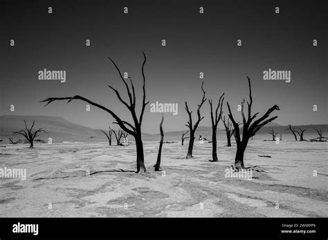 A Scenic View Of Fossilized Trees Amongst Sand Dunes At Deadvlei
