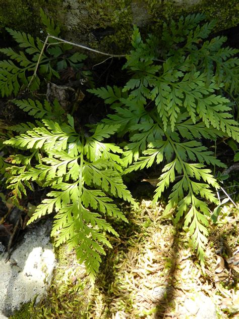 Asplenium Onopteris Irish Spleenwort