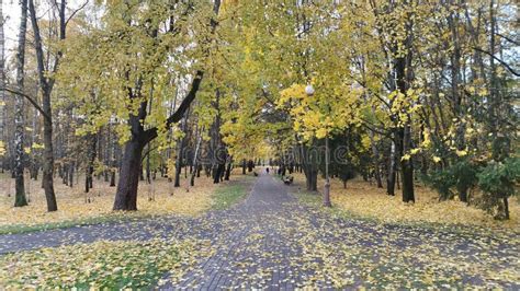 The Park Has A Tile Path Through An Alley Of Birch Lime And Maple Trees With Yellowing Foliage
