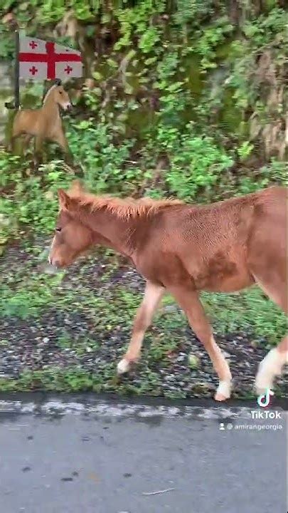 კვარიათი 🇬🇪 Georgia Kvariati Youtube