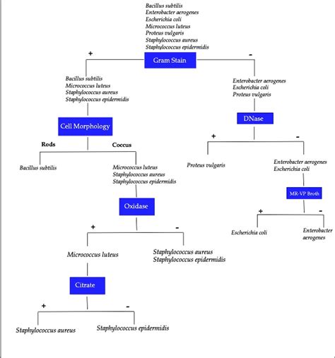 Can Someone Please Help Me Make A Dichotomous Key With These Bacteria Bacillus Subtilis