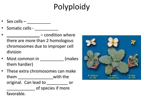 Option D2 Species And Speciation Ppt Download