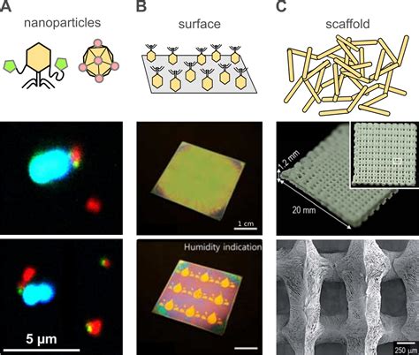 Application Of Bacteriophages In Nanotechnology Encyclopedia Mdpi
