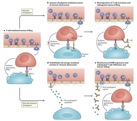 血管生成药物的抗肿瘤免疫作用